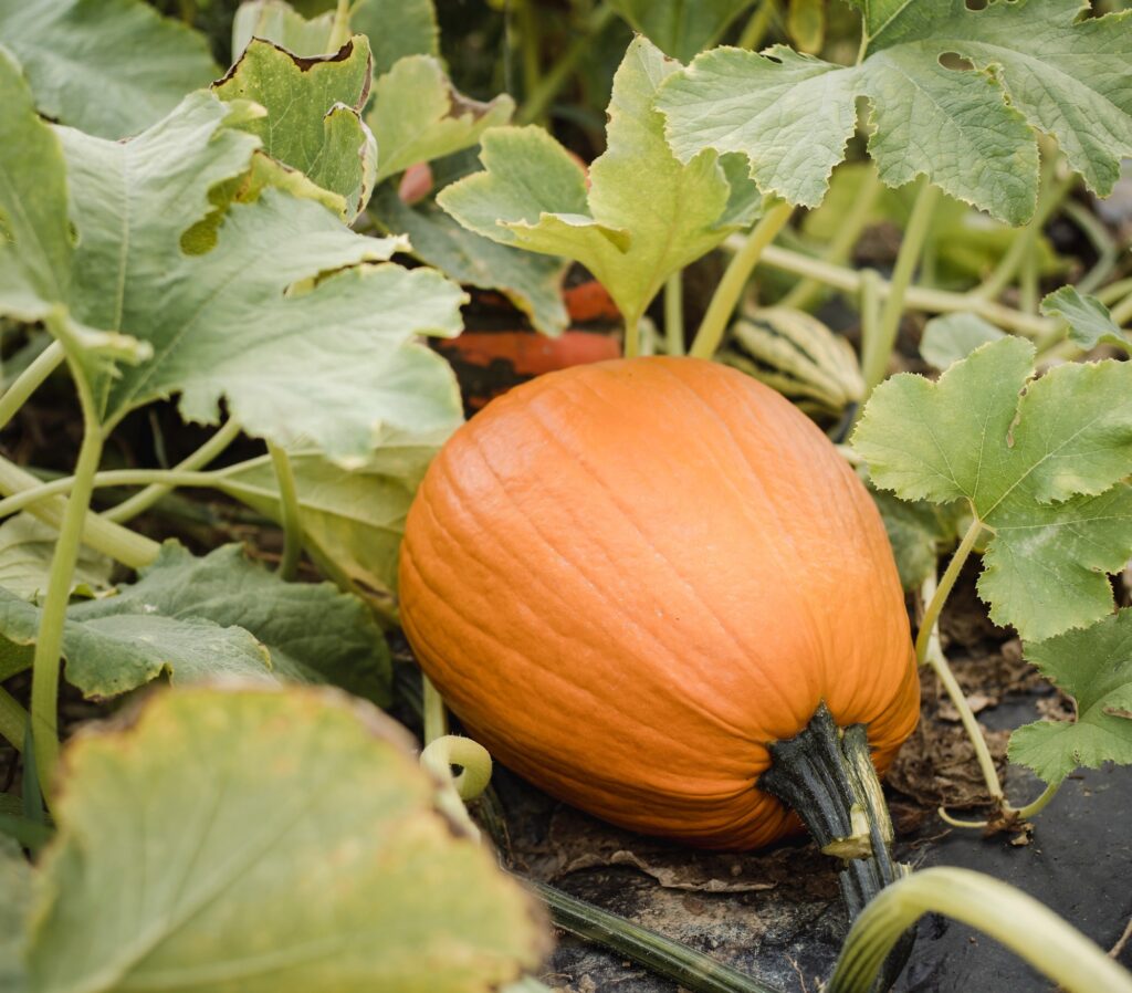 Recipes Archives - Cookery School - London