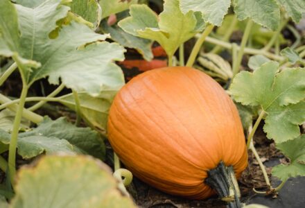 Cookery School at Little Portland Street Blog - Updates, Recipes